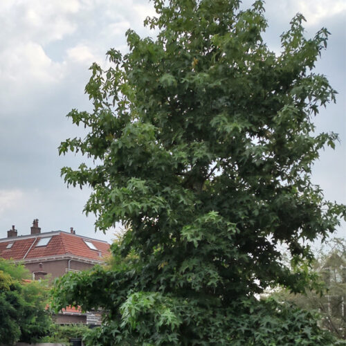 Amberboom | Liquidambar styraciflua (C10 175-200 CM) | Tuinplantenshop