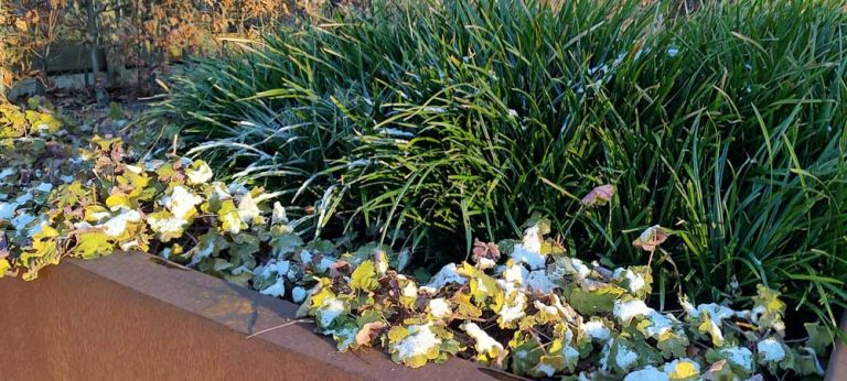 Wat te doen met vorst in je tuin? | Tuinplantenshop